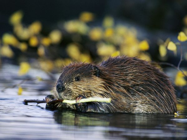 Beaver Interesting Fact & Fun | The Wildlife