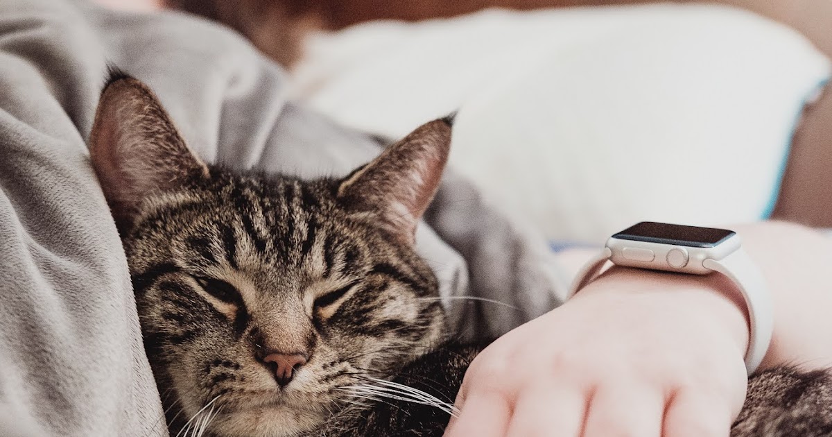 How to Take Care of Your Cat Properly