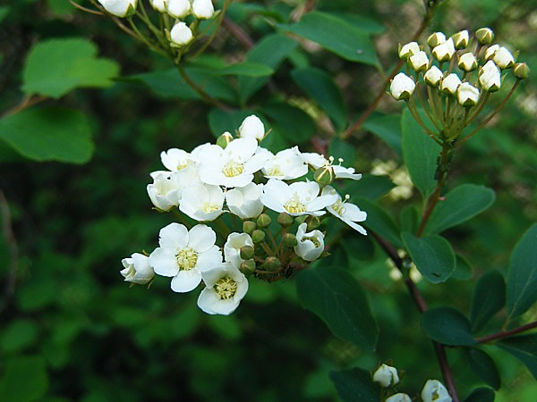 English Historical Fiction Authors: Garden Guide for English Historical ...