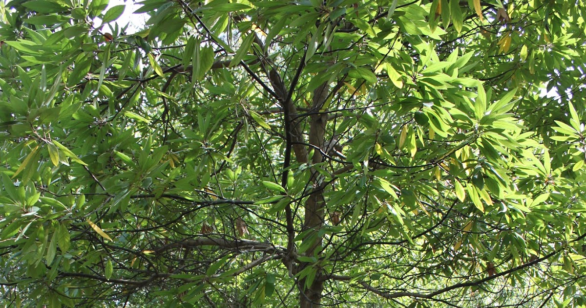 Centenary College Arboretum: Tree of the Week: Red Bay (Persea borbonia)