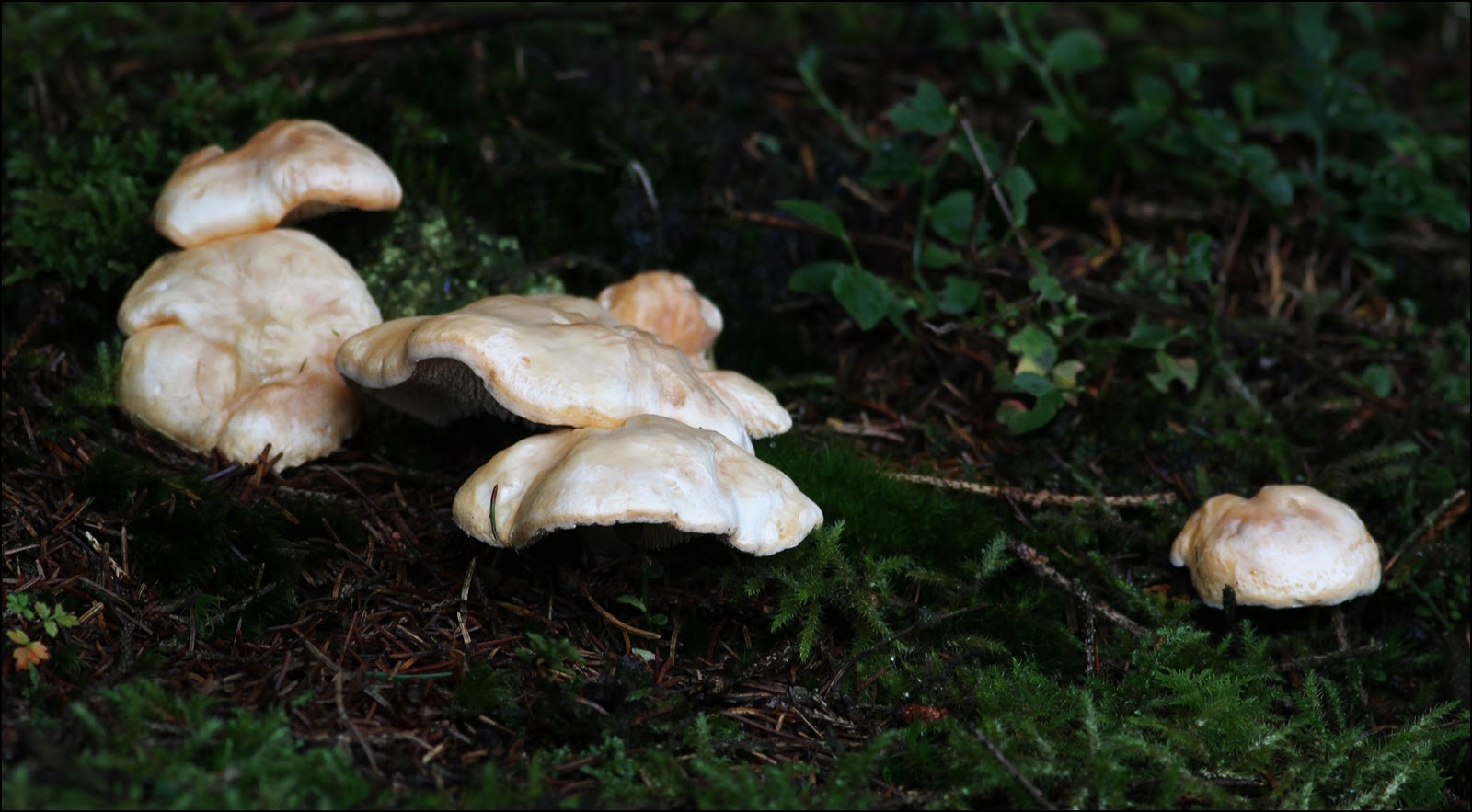 Natur og fotokunst: Sopp