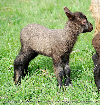 Crosswinds Farm: Gratuitous lamb photos