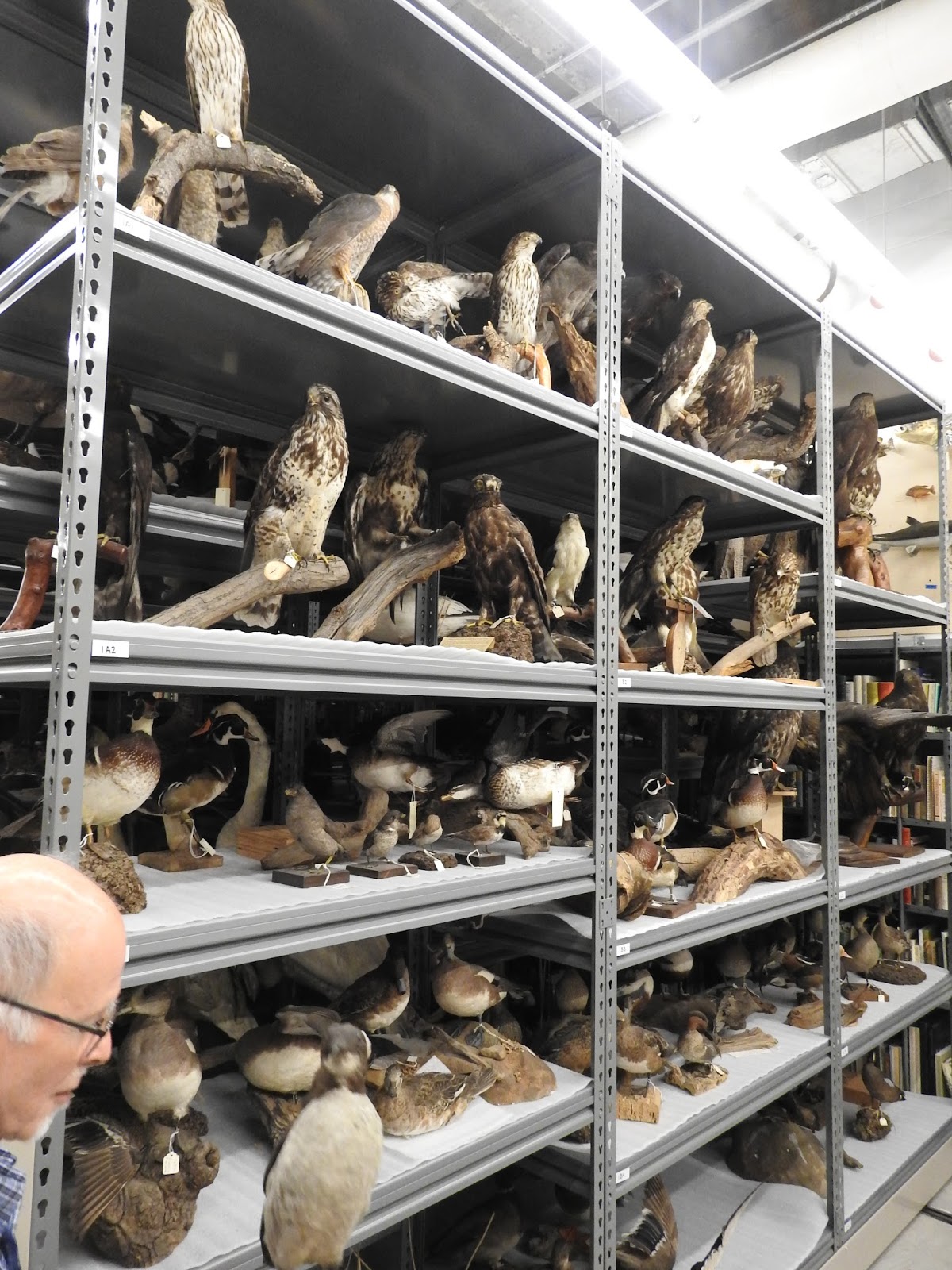 BONE ROOMS: January 2018