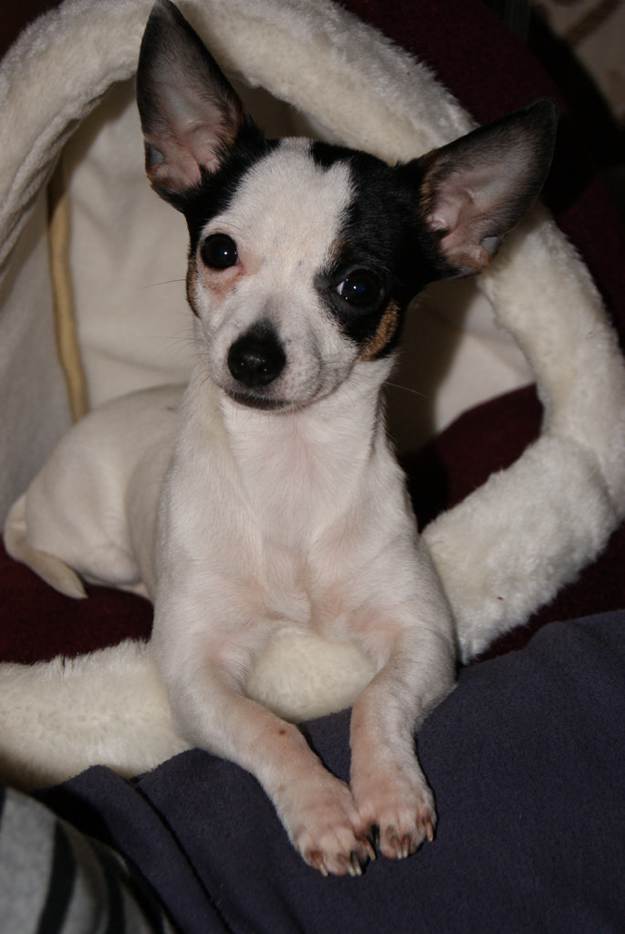 Everything about your Jack Chi - Luv My Dogs