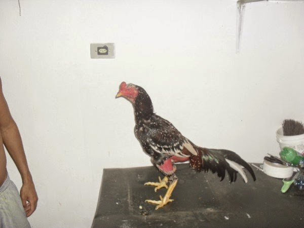 Galos de Combate Brasil 2017. : UM DOS GALOS MAIS FAMOSOS