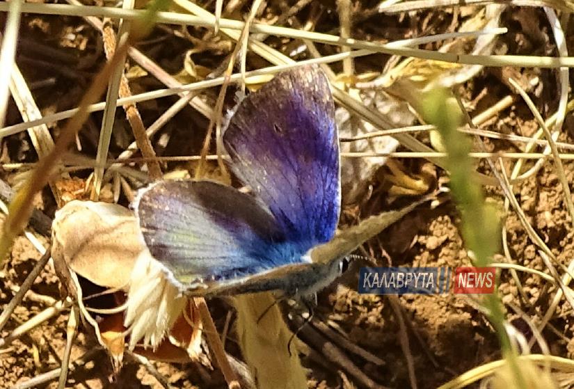 Η μπλε πεταλούδα του Χελμού (ΦΩΤΟ) - ΚΑΛΑΒΡΥΤΑ - NEWS