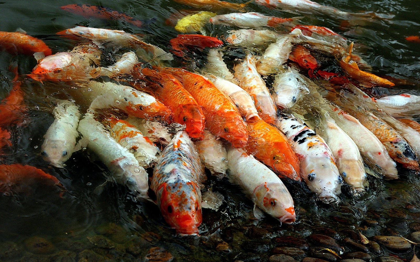 Facts about Koi fish