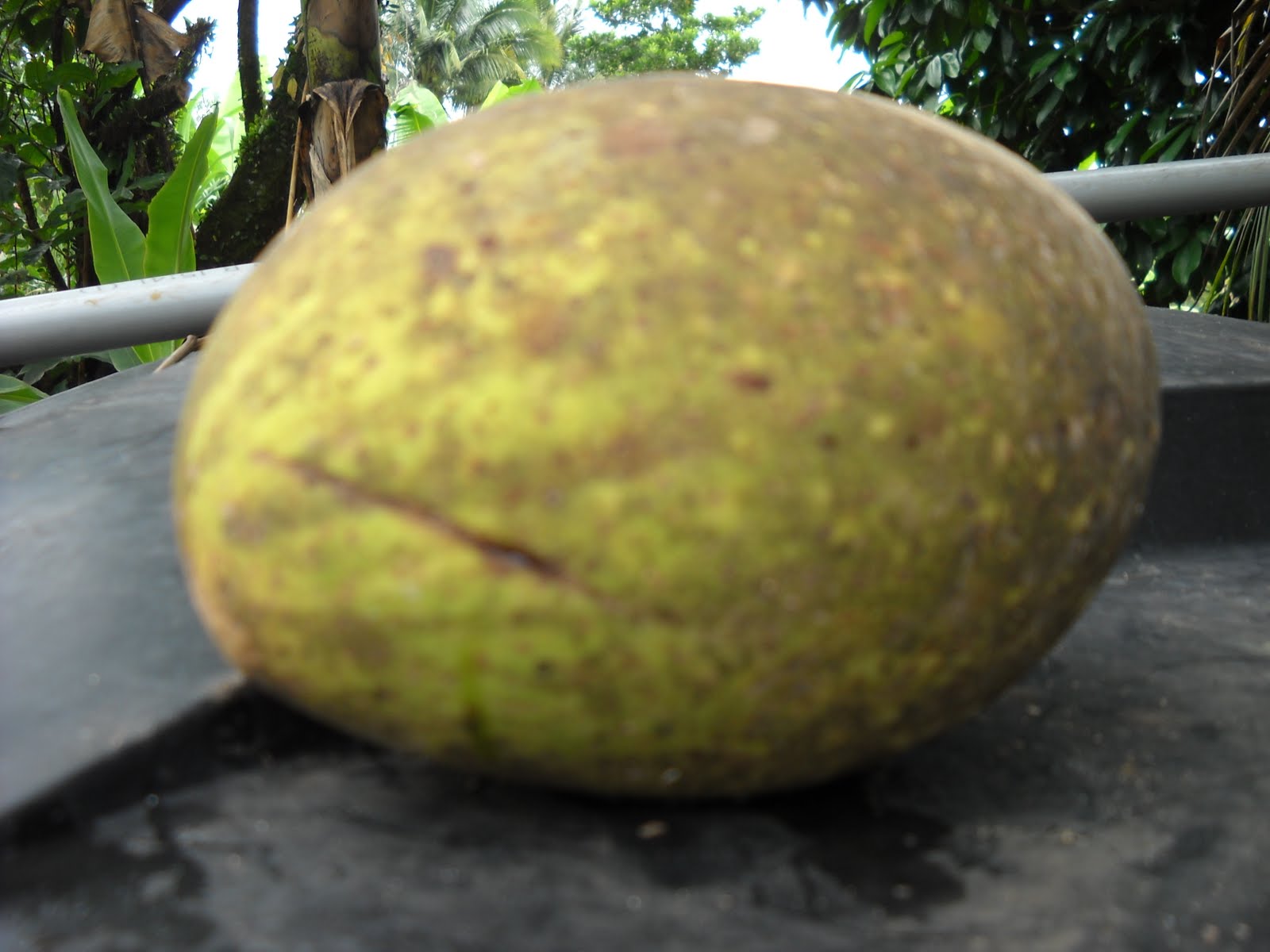 KENALI POKOK SAYANGI POKOK: BACANG