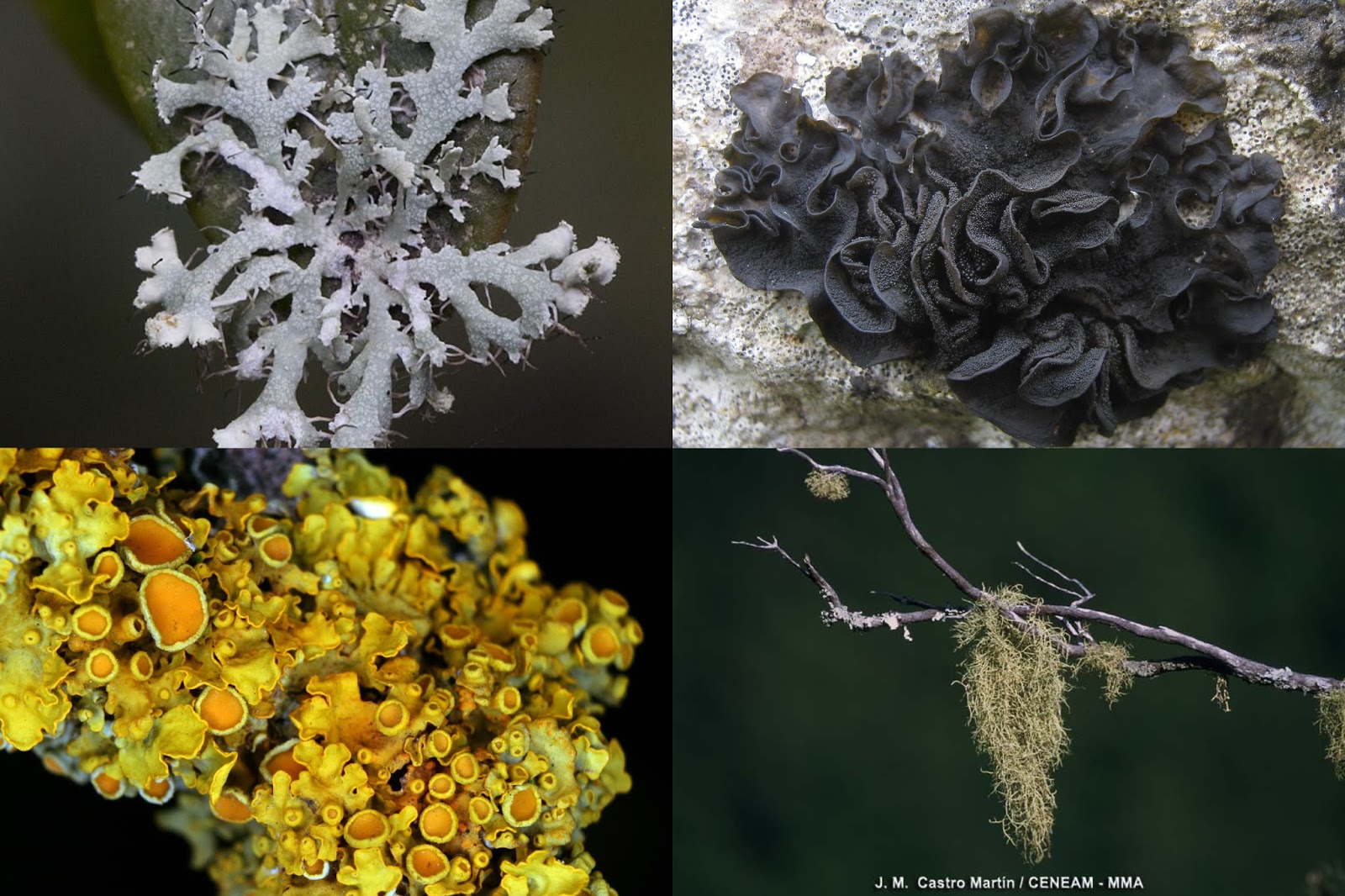 Diagrama De Liquenes