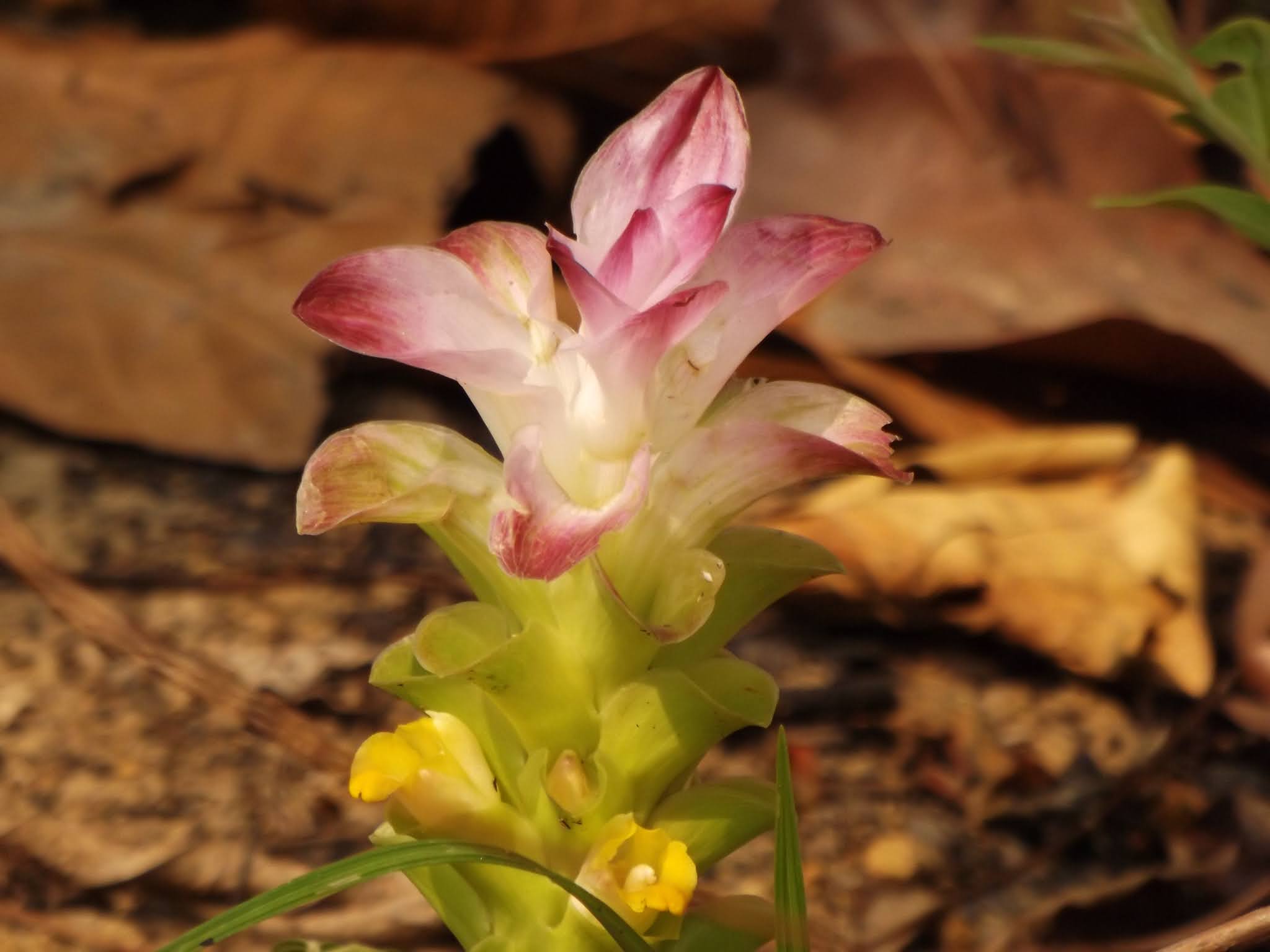 Sotthi or Zedoary, Curcuma zedoaria