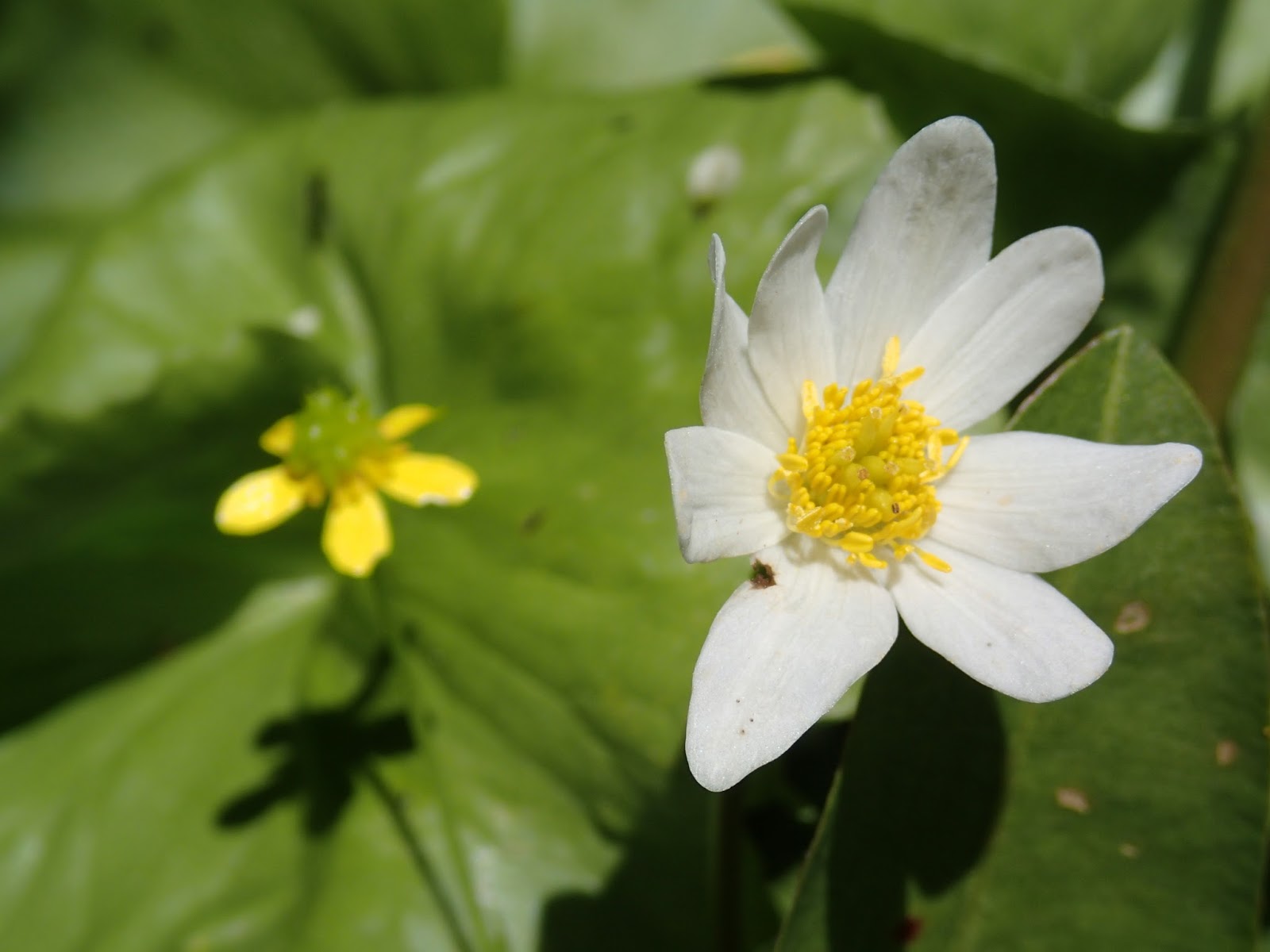 Casing Oregon: Wildflower Hikes: Gordon Meadows