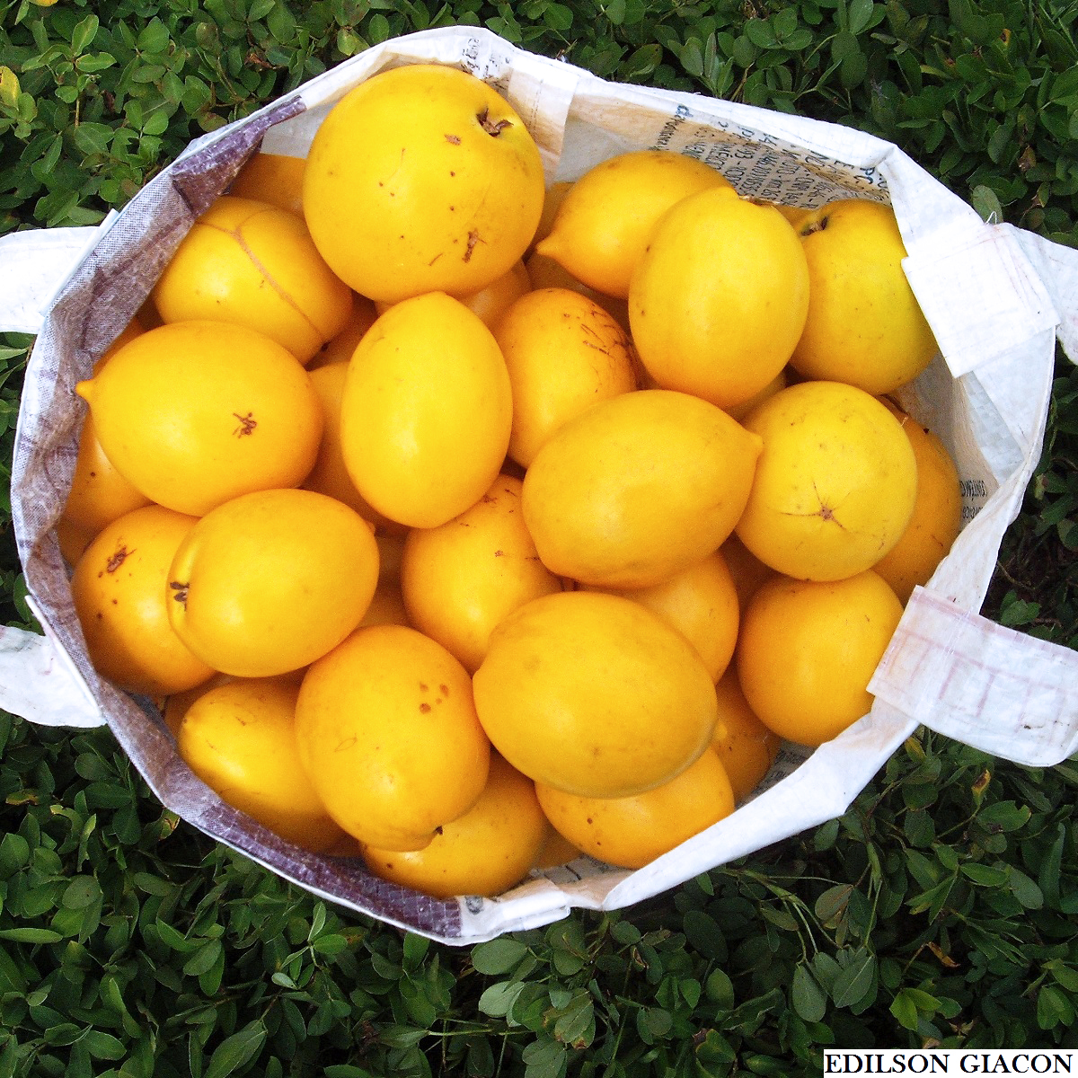 Viveiro Ciprest - Plantas Nativas e Exóticas: Abio Amarelo ( Pouteria ...