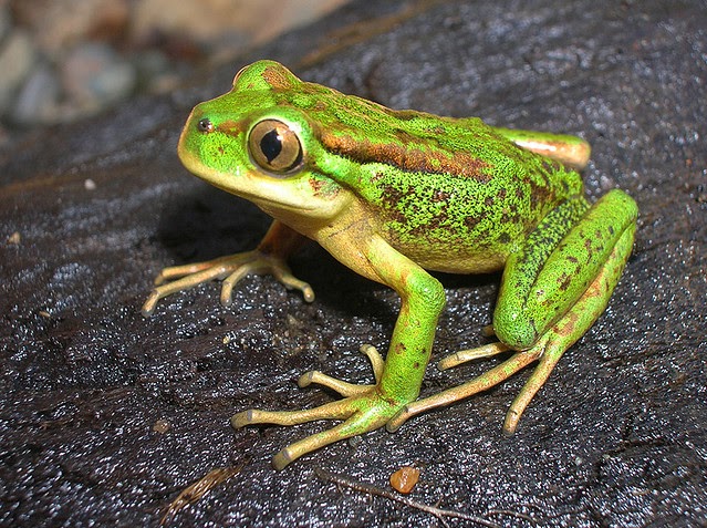 especies chilenas: El Sapito selvático (Hylorina sylvatica)
