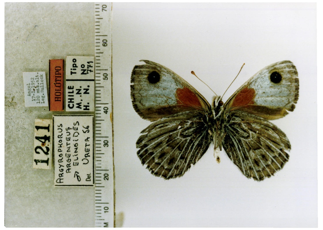 Argentina nativa: Mariposa plateada (Argyrophorus argenteus)