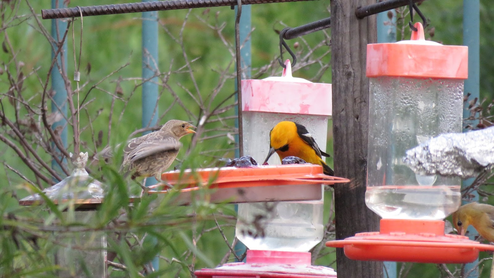 Hummingbirds and Orioles in San Diego north county