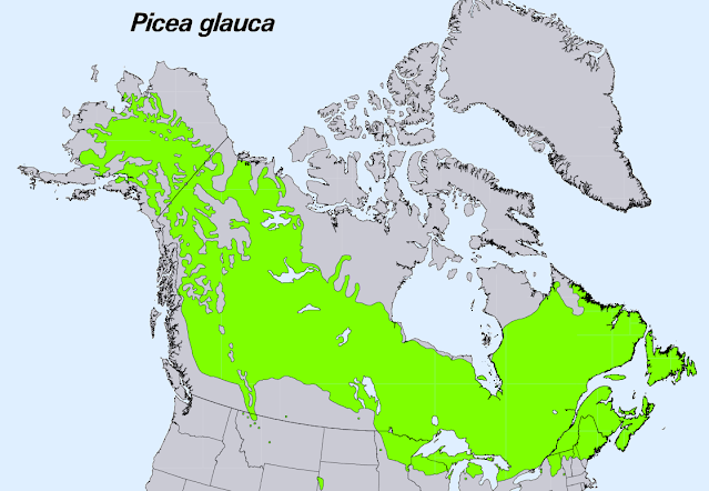 Replant.ca Environmental: The White Spruce tree (Picea glauca)