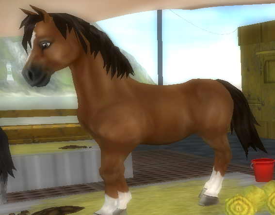 Star Stable Daily : Horse Breeds