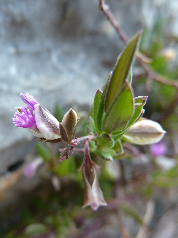 PASOS: El día de las peonias. Montsec de l'Estall, 19 de mayo