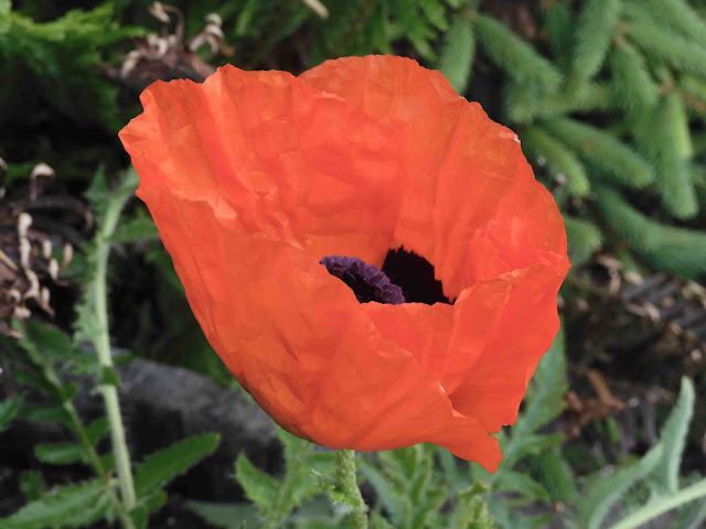Cat Patches: A Red Poppy for Memorial Day