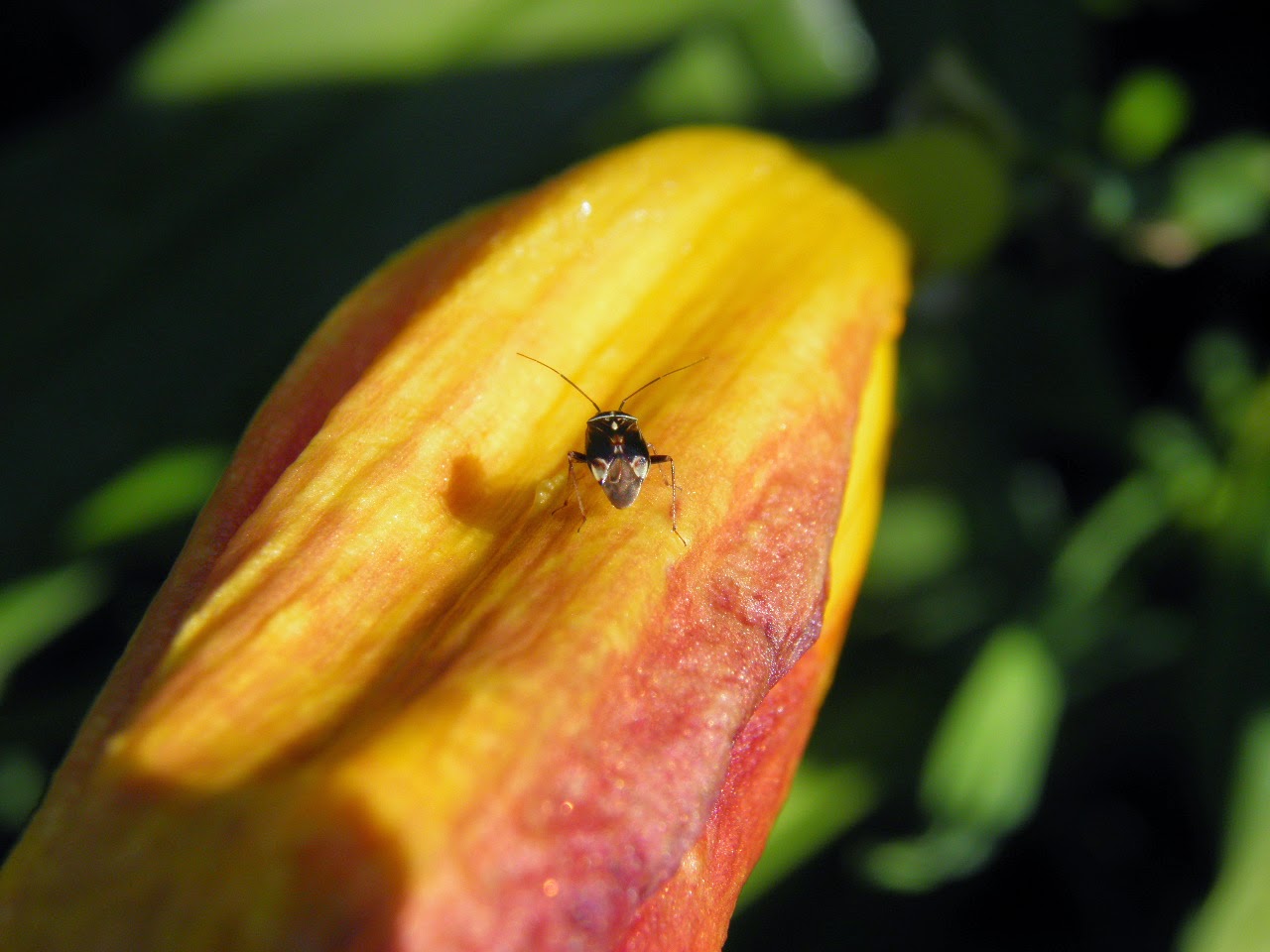 The Vermont Gardener: DAYLILY PESTS