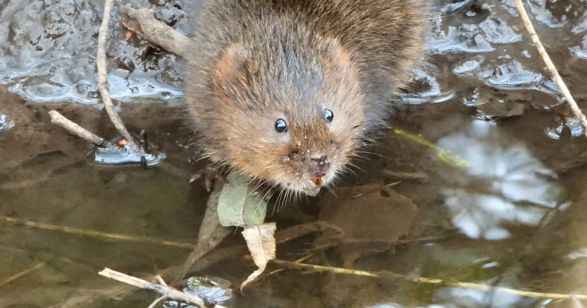 About a Brook: First Water Vole Photos of 2020