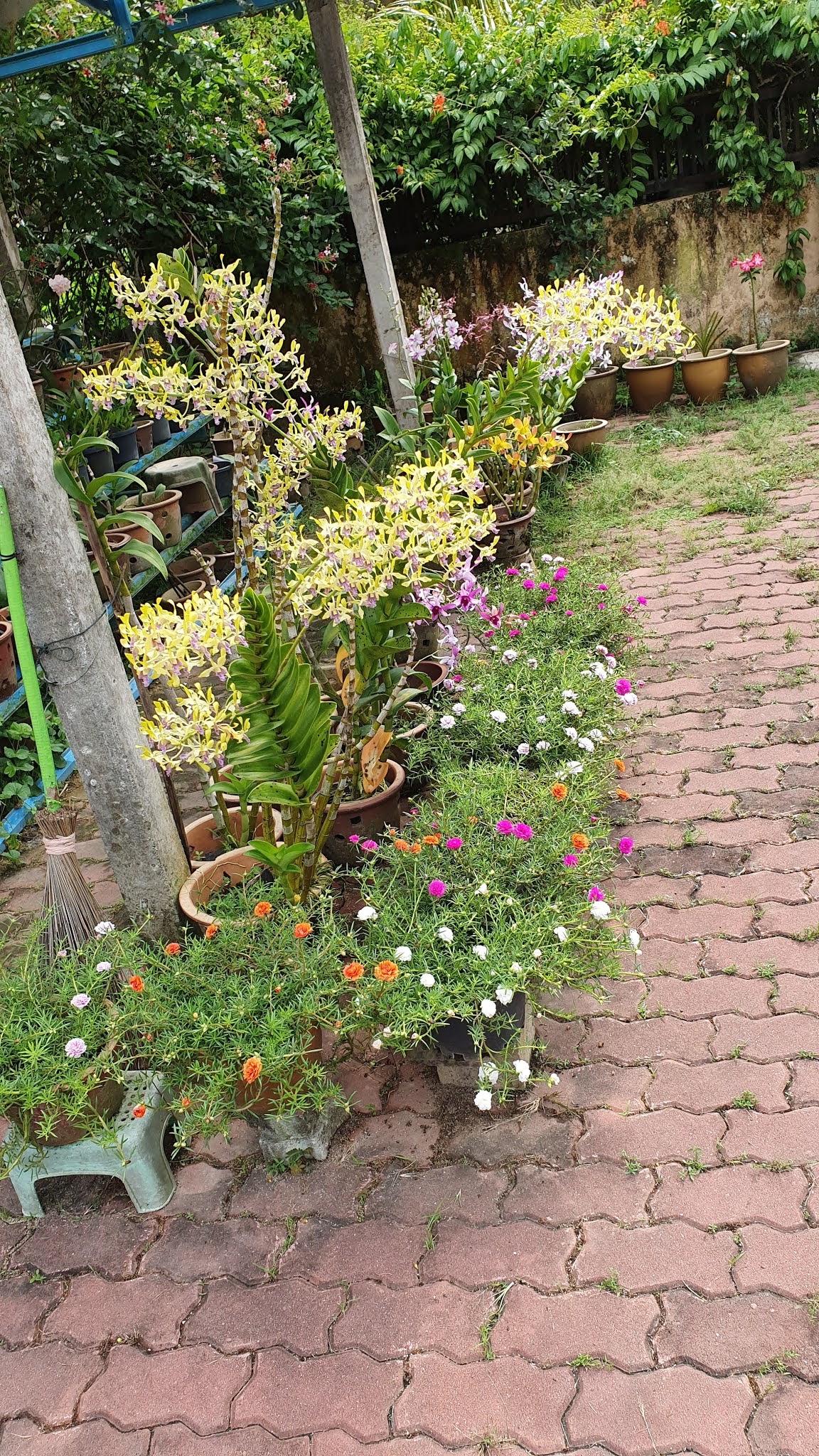 Warisan Petani: Bunga Anggerik Kampungan