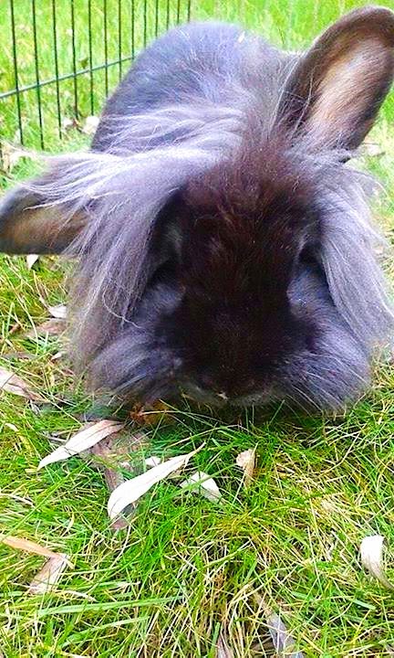 Disapproving Bun: Little Oil-Bear