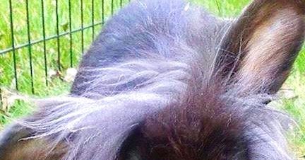 Disapproving Bun: Little Oil-Bear