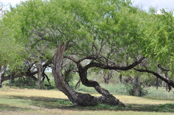 Sweethearts Of The West: Mesquite Trees—The Bane of Texas Land Owners