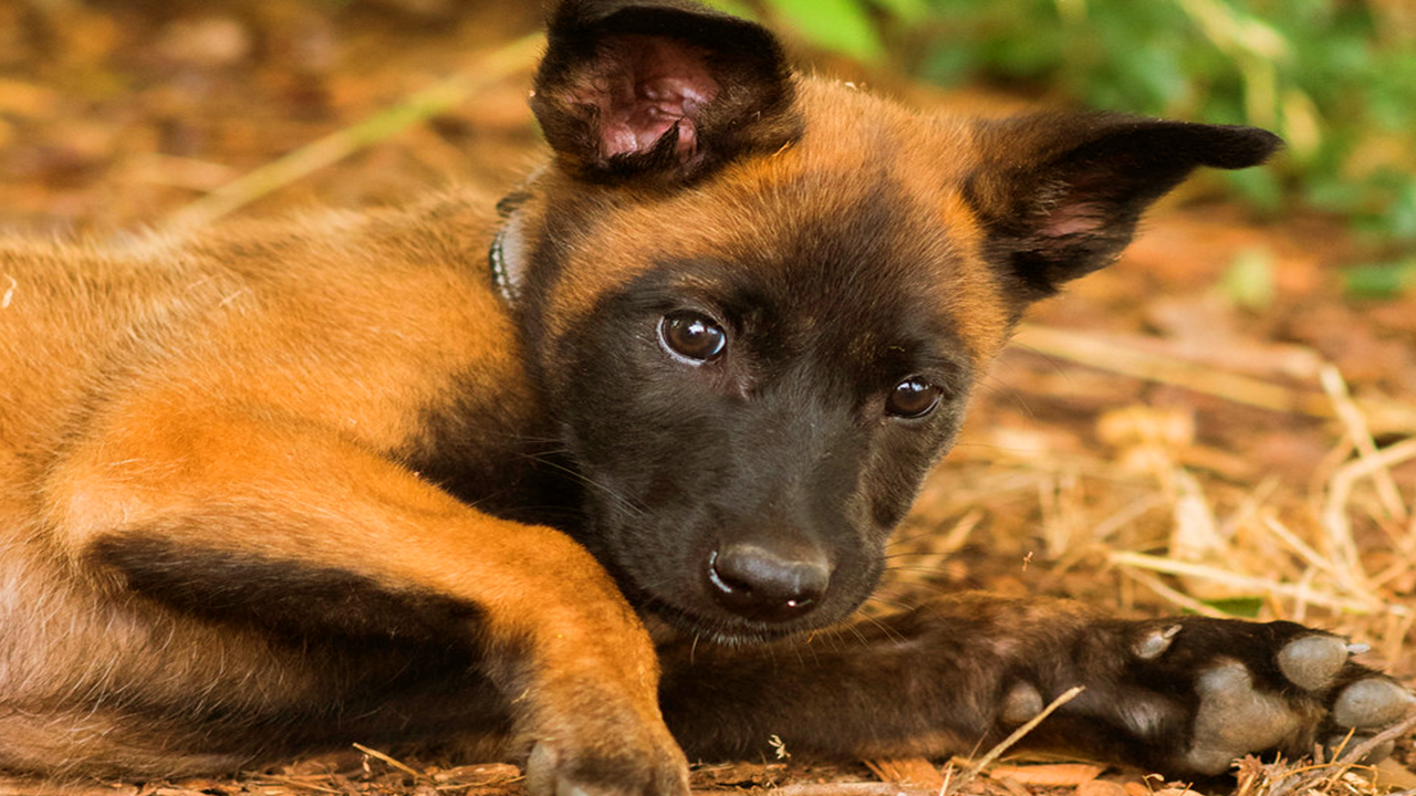 Les meilleures informations sur les chiots malinois