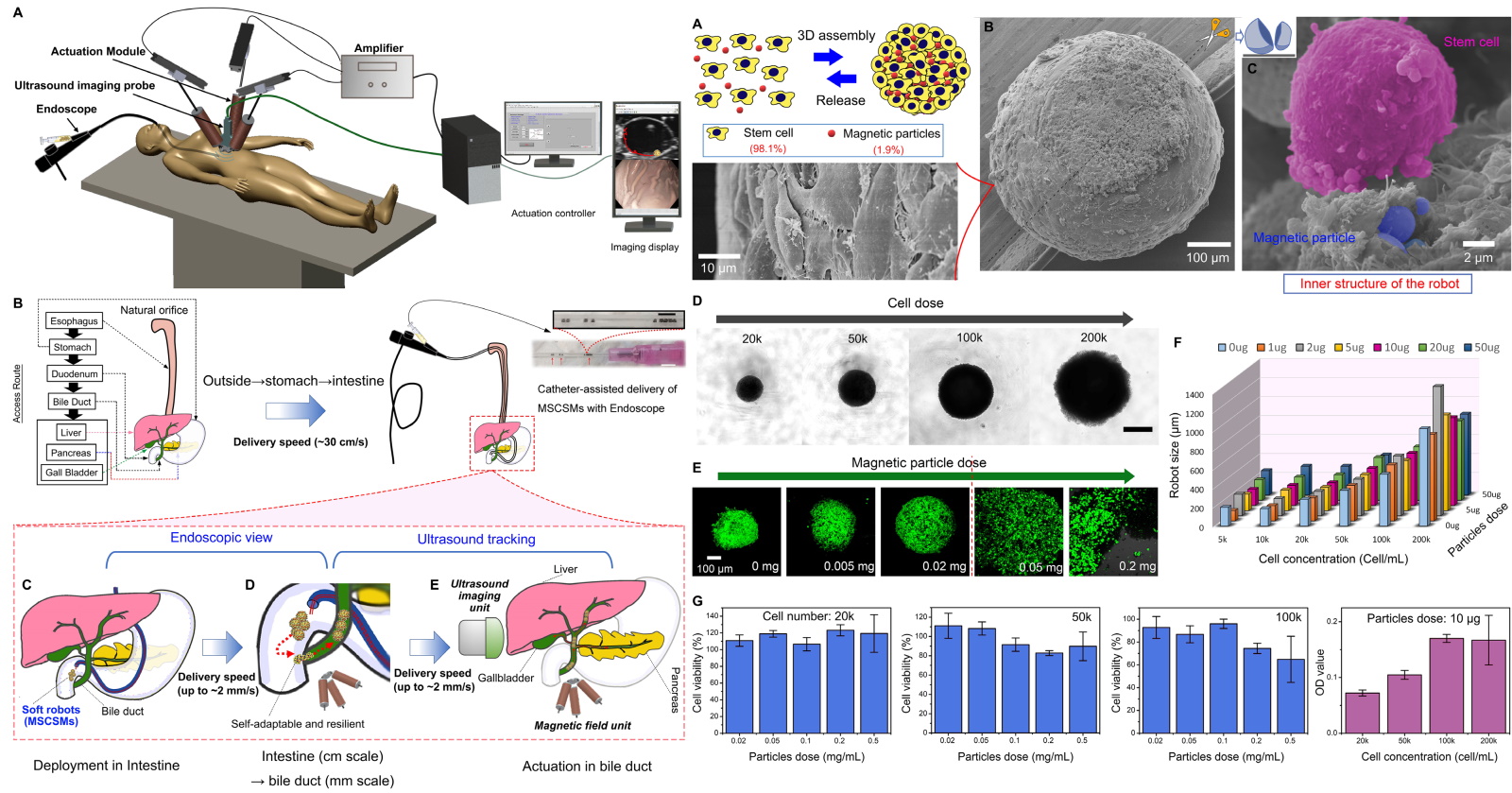 Article intro - Endoscopy-assisted magnetic navigation of biohybrid ...