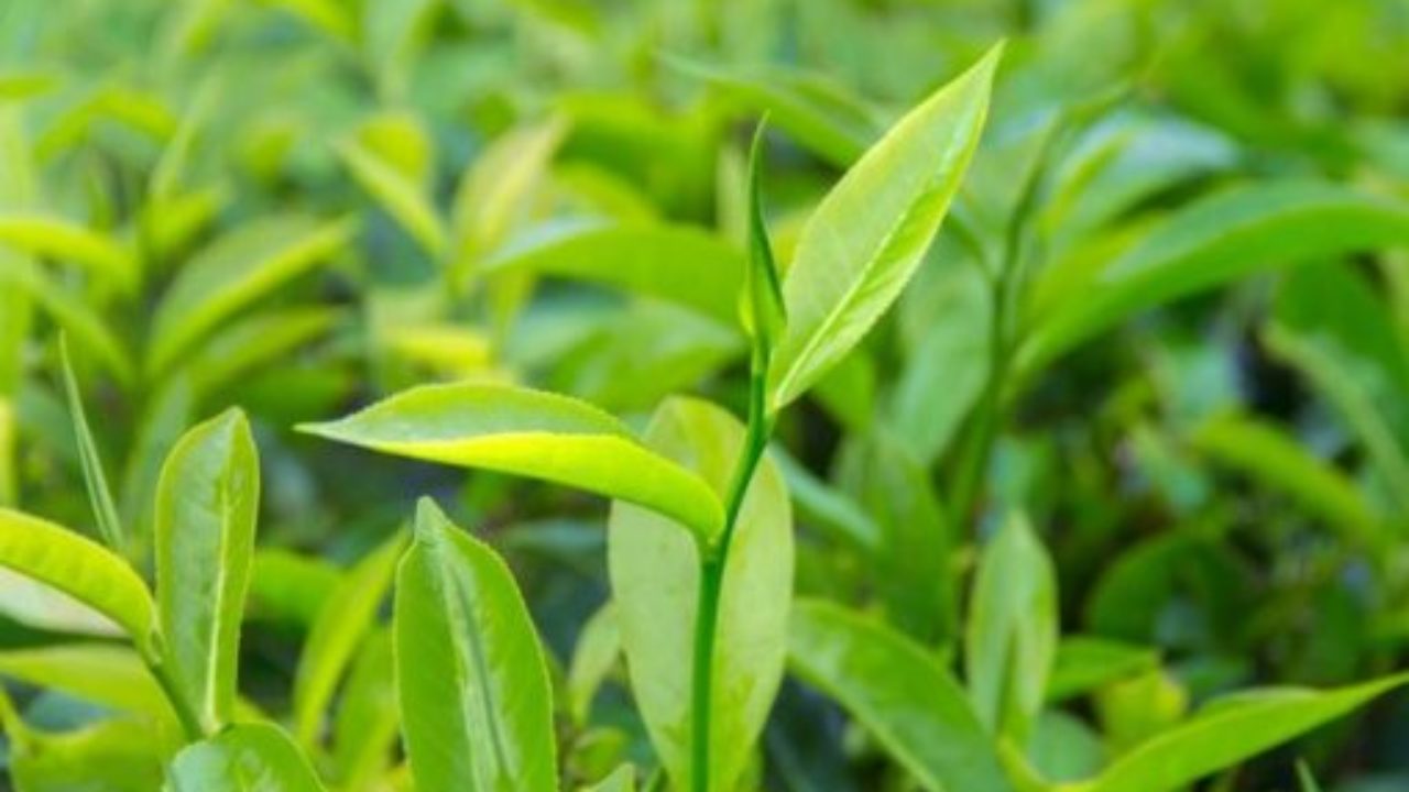 A-One Tea is the best in Bangladesh