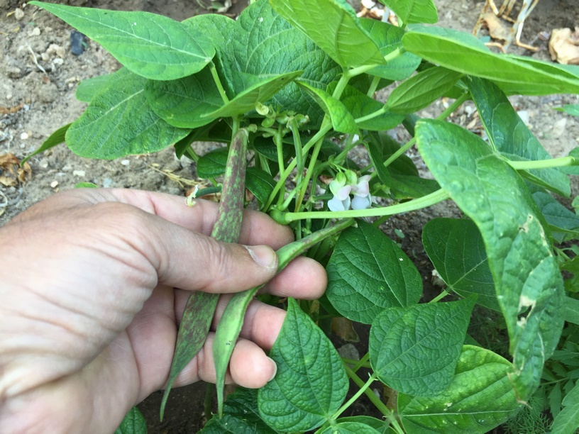 How to Grow Dragon Tongue Beans