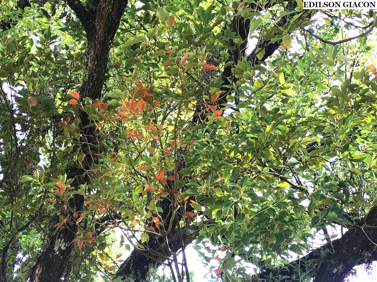 Viveiro Ciprest - Plantas Nativas e Exóticas: Cânfora ( Cinnamomum ...