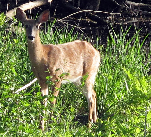 Facing Autism in New Brunswick: Conor's Fredericton 2012 - Part I