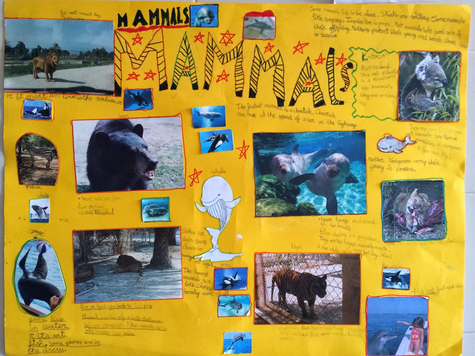 The English Cubby: Vertebrates posters