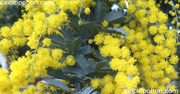 Mengenal Tanaman Akasia Baileyana - Ciriciripohon.com
