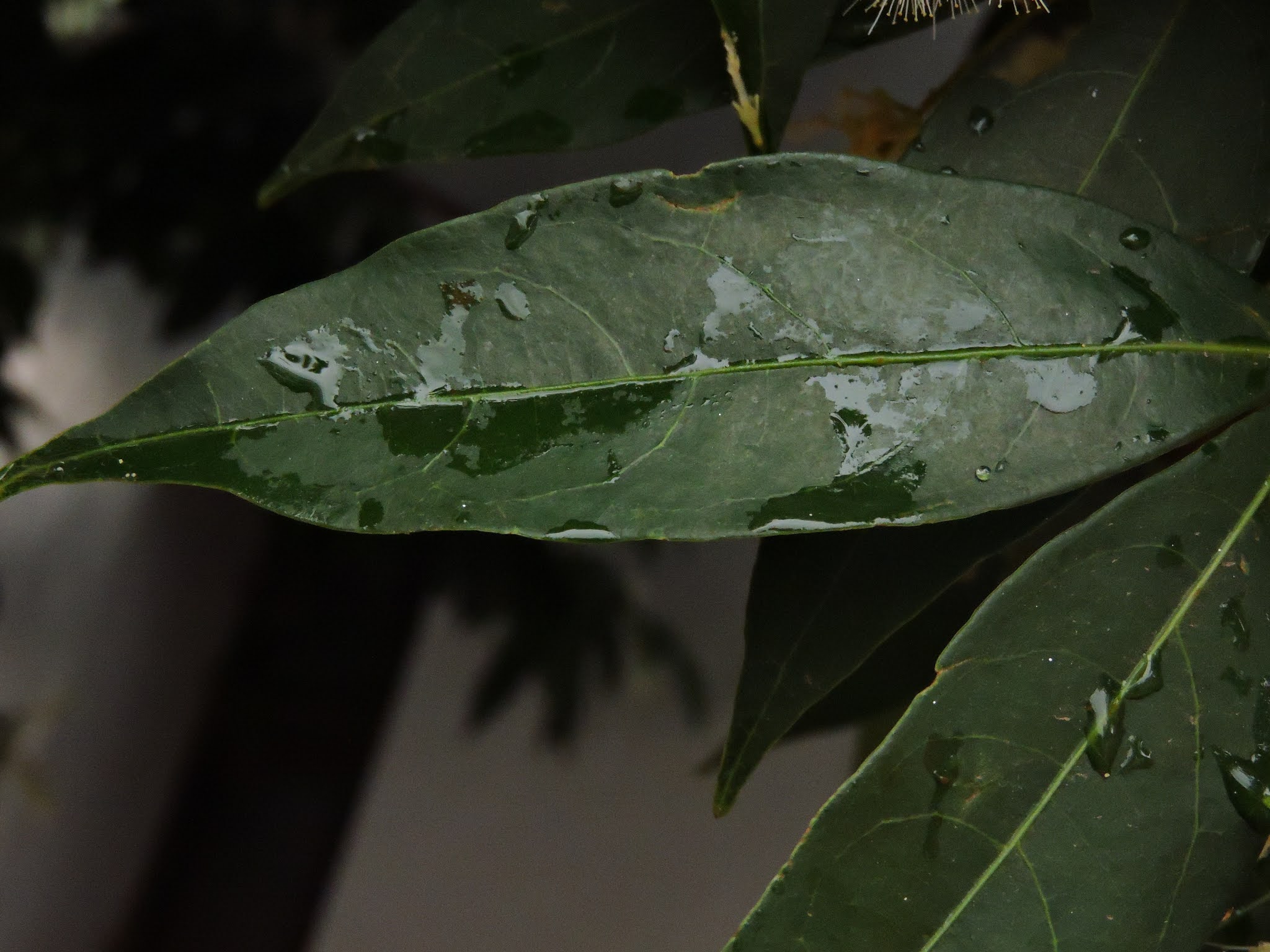 Fabaceae - Leguminosae no Brasil: Inga