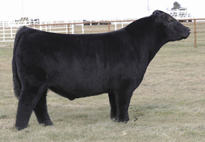 RCC Blog: Rodgers Bulls