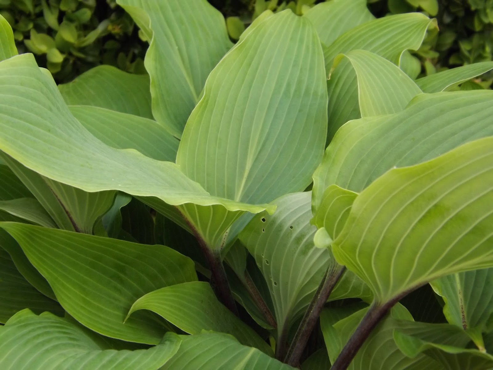 Le Jardin de la Salamandre: Hosta