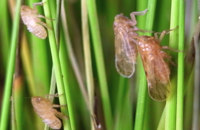 STRATEGI PENGENDALIAN HAMA WERENG BATANG COKLAT - Tani Makmur Nusantara