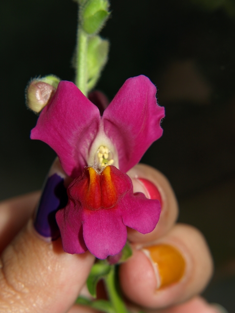 Lithops y suculentas en Suecia: Flores de los conejitos