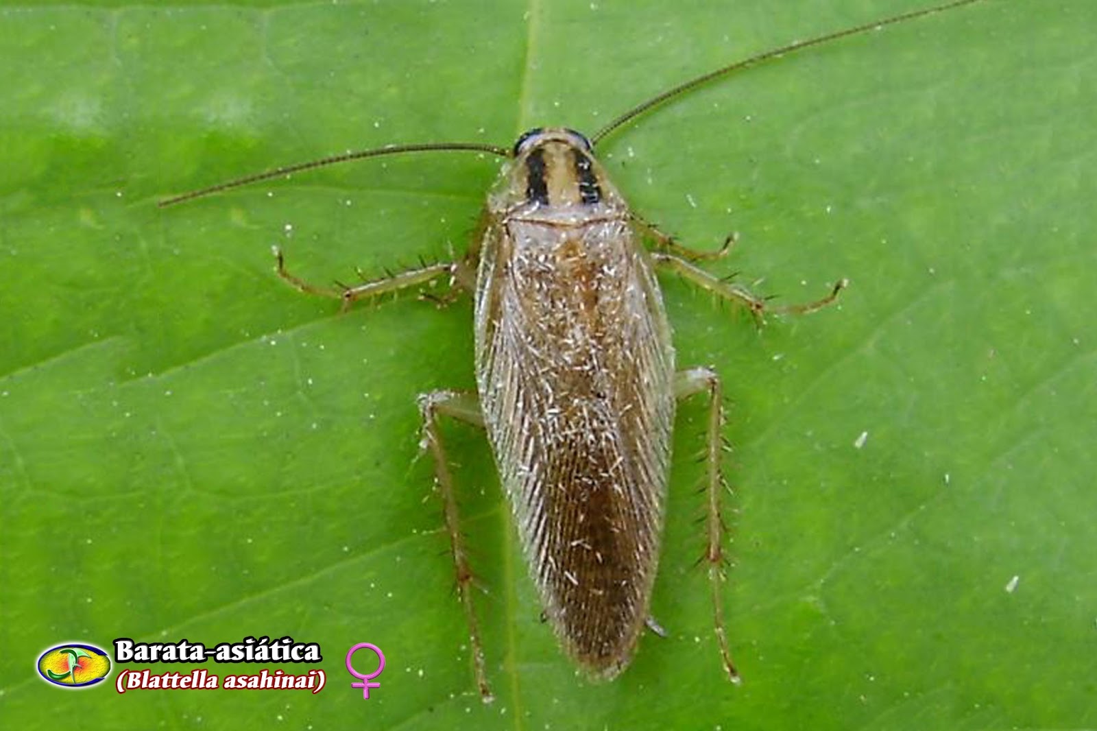 Fauna: Barata-asiática (Blattella asahinai)