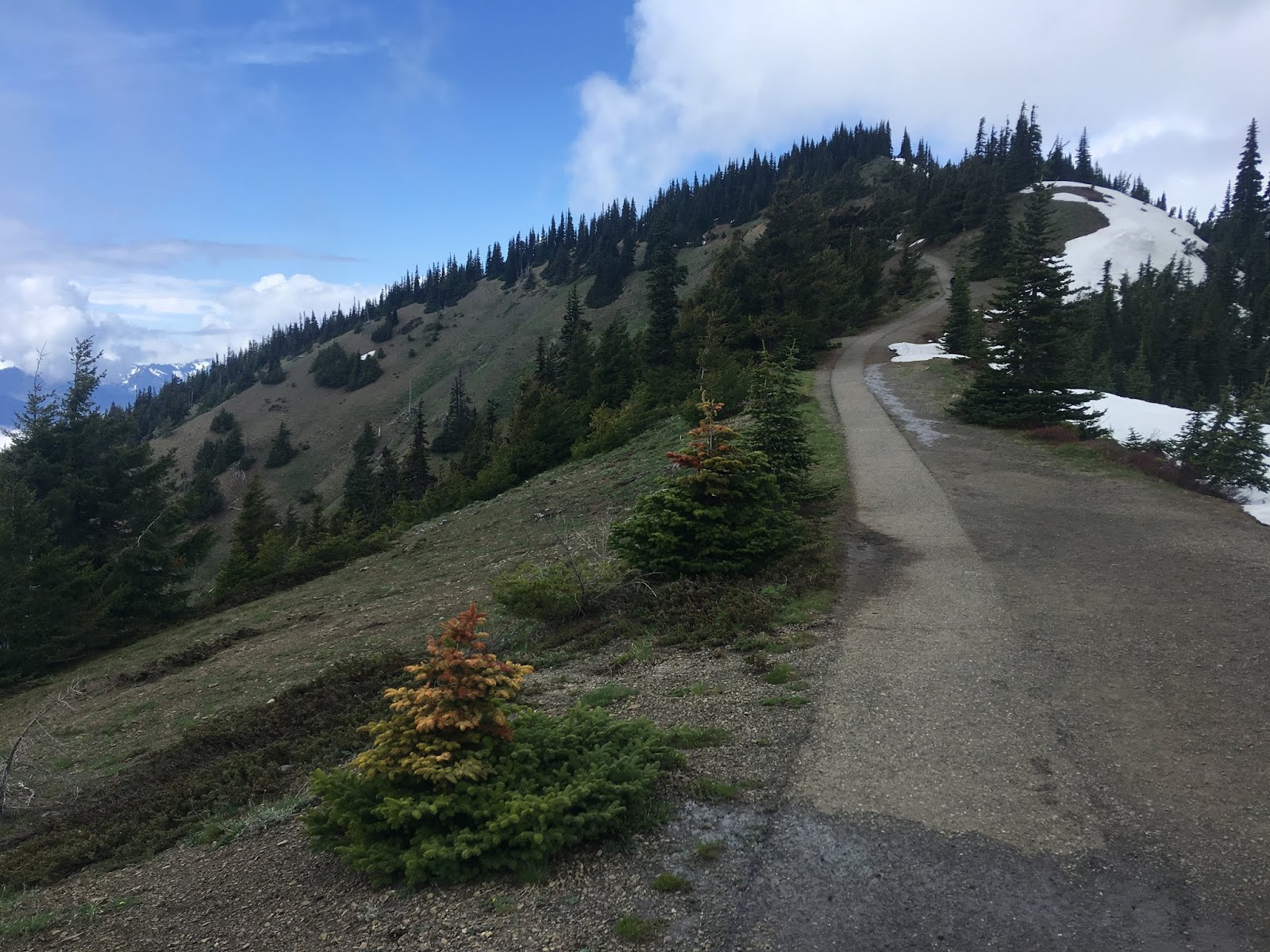 Olympic National Park; Hurricane Ridge and the Hurricane Ridge Road