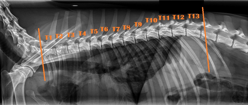 Kennel Epic Dream's: LTV and other spinal problems in whippets