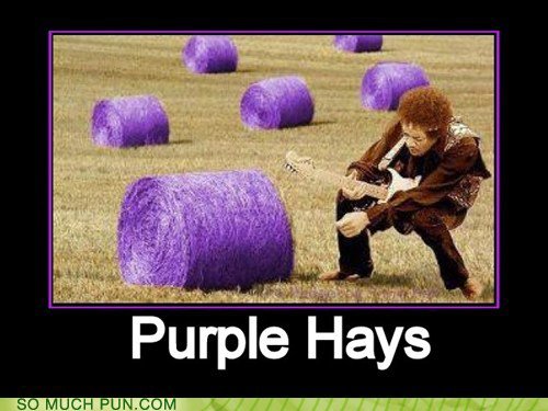 I Have Seen The Whole Of The Internet: Purple Hays