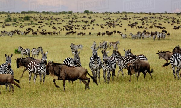 Pola Interaksi Makhluk Hidup di Ekosistem: Simbiosis, Kompetisi ...