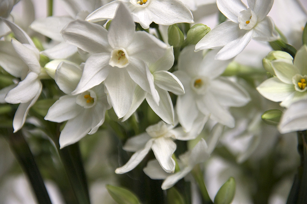arzigogolare: Paperwhites (+)
