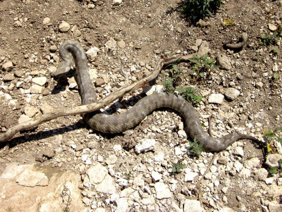 Ερπετά και αμφίβια της Κύπρου - Reptiles and amphibians of Cyprus by ...