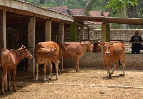Budidaya Sapi Bali - DUNIA TANI